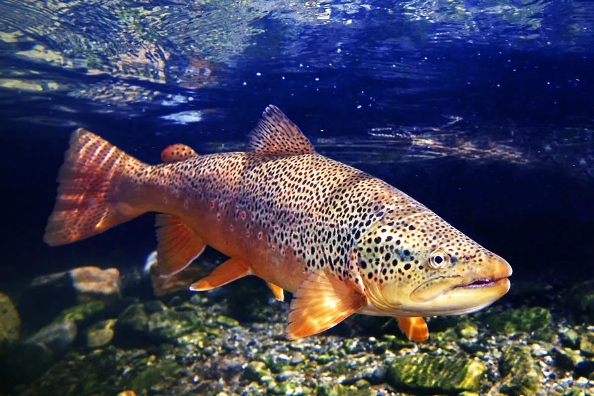 Trout images store