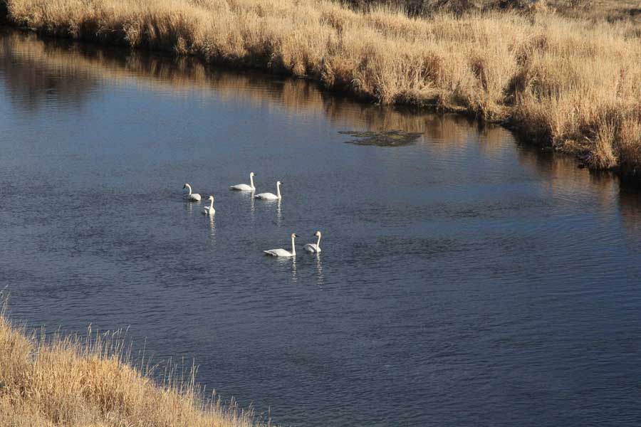 DePuy Spring Creek Fly Fishing | Montana Angler
