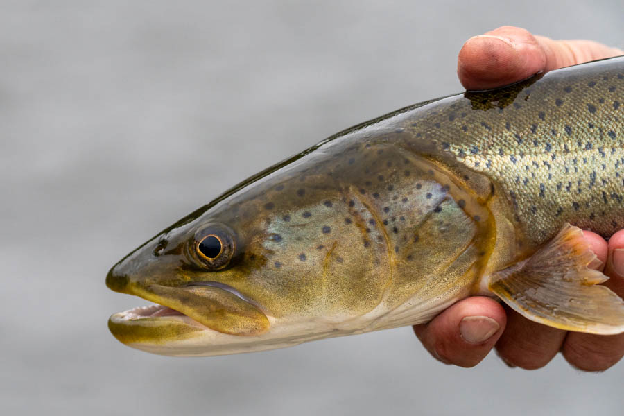 Mongolia River Outfitters | Montana Angler